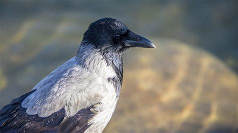 Donna Aggredita Da Una Cornacchia Alleur Finisce Al Pronto Soccorso E