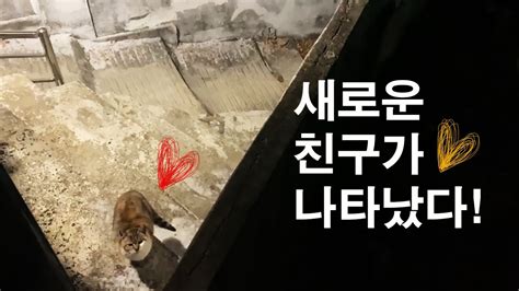 새로운 밥친구가 나타났어요 이름을 지어 주세요 Youtube