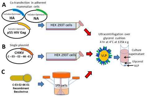 Expression And Purification Of Virus Like Particles For Vaccination Video Jove Protocol
