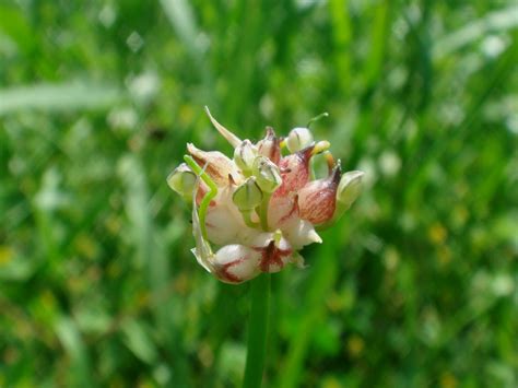 Allium Macrostemon Bunge