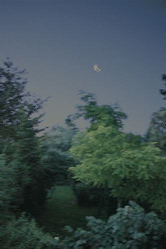 Trees S Page 26 Wiffle