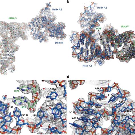 Relion 3d Classification And Local Resolution Of The Full Length B Download Scientific Diagram