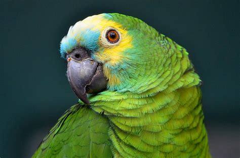Amazone à Front Bleu Amazona Aestiva Neornilab