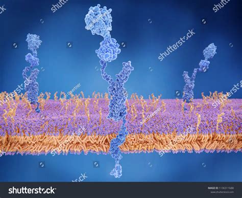 Beta Amyloid Peptide