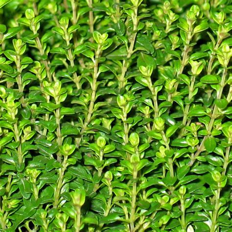 Herb Thyme Broad Leaf