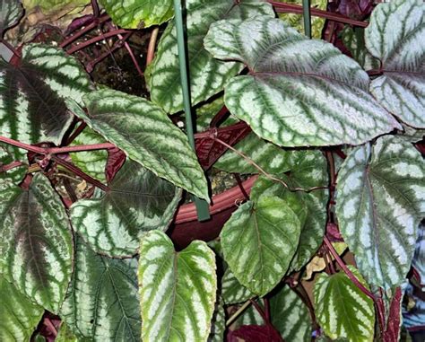 Propagating Your Rex Begonia Vine Step By Step Guide