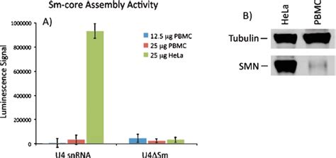 Smn Dependent Snrnp Assembly Activity In Pbmcs A 125 Or 25 Mg Of Download Scientific Diagram