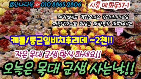 갓성비 호산나다육 목대군생 대박 어렵게 공수매직쨈골드 강추 Youtube