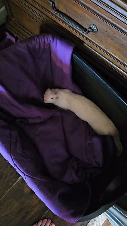 Tweepy Tweepy Only Time Hes Not In To Something Ferrets Youtube