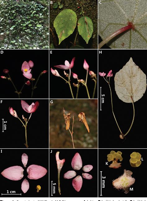 Figure 1 From An Updated Checklist Of Begonia Begoniaceae In Laos