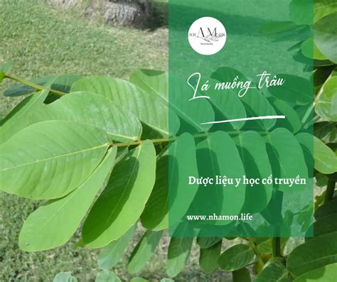 Lá Muồng Trâu Làm Mềm Phân Dễ đi Tiêu Hết Táo Bón