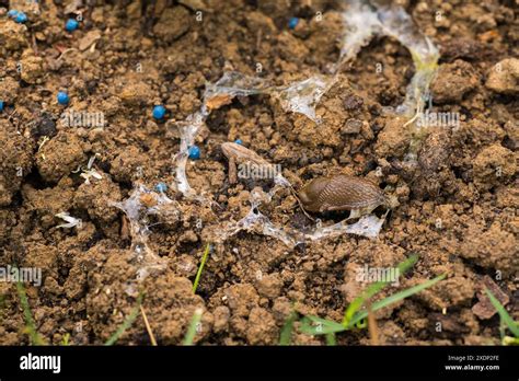 Slug Pellets Using Blue Slug Control Pellets In The Garden To Prevent