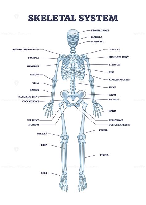 Skeletal System With Body Skeleton Structure And Anatomy Outline Diagram Vectormine