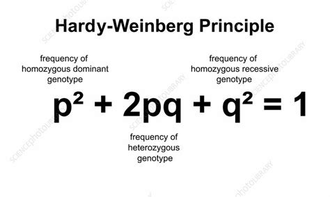 Hardy Weinberg Principle Illustration Stock Image F041 9916