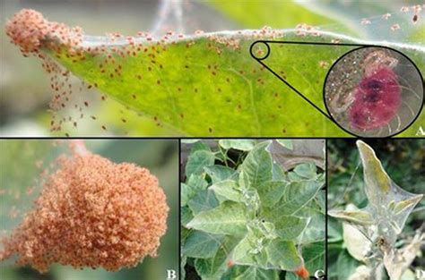 شرکت سمپاشی نگین دشت شناخت کنه تارتن دو لکه ای و کنه قرمز اروپایی