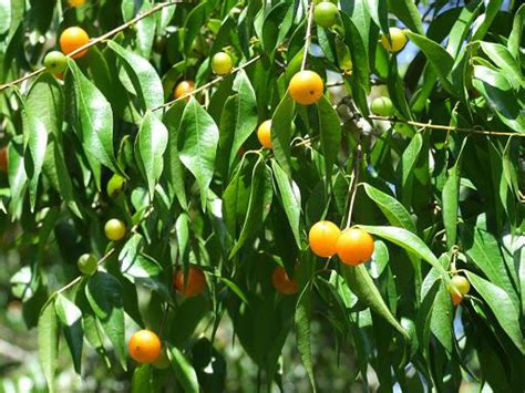 Facts About Guavaberry Health Benefits