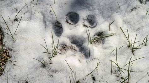 74 Mountain Lion Snow Stock Videos Footage And 4k Video Clips Getty