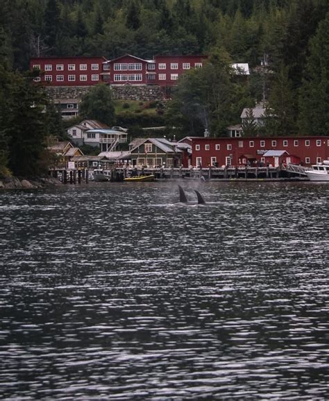 Why Telegraph Cove Resort Is A Must Visit North Island Kayak