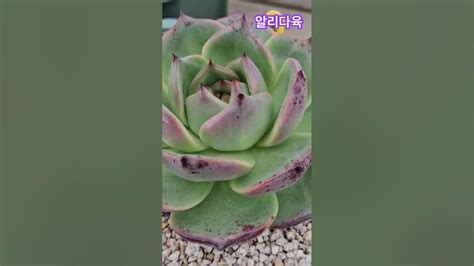 알리다육다육이 다육식물 다육화분 다육화분 다육 다육이키우기 다육이금 다육수입succulents다육창 Youtube
