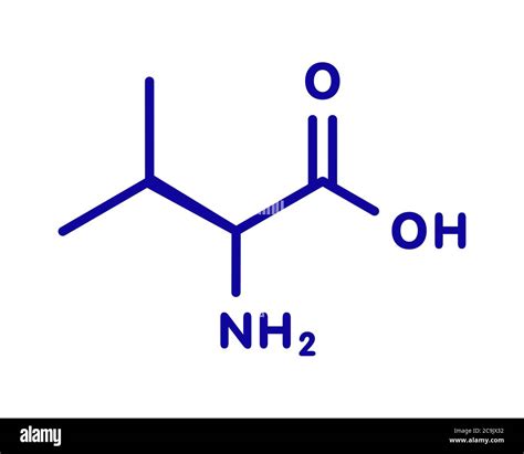 Valine L Valine Val V Amino Acid Molecule Blue Skeletal Formula On