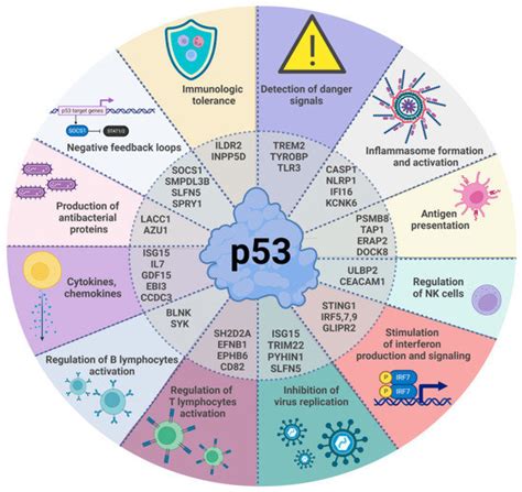 The Wheel Of P53 Helps To Drive The Immune System