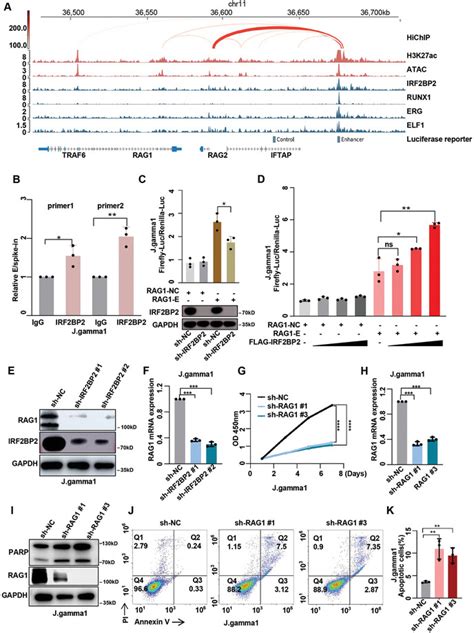 Super‐enhancer‐driven Irf2bp2 Is Activated By Master Transcription