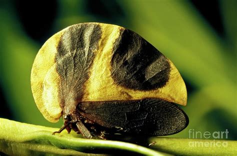 Treehopper 43 Photograph By Science Photo Library Pixels Merch