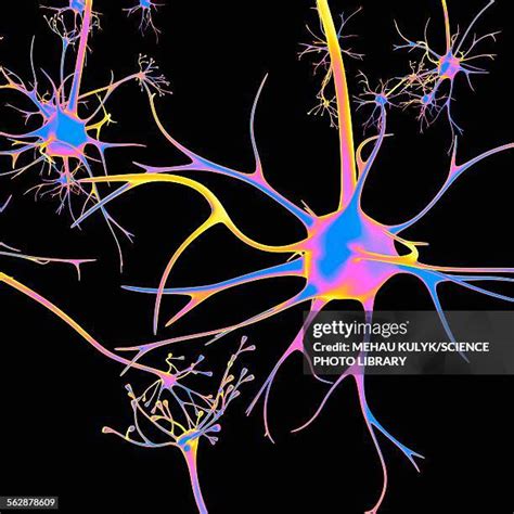 17562 Mirror Neuron System High Res Illustrations Getty Images