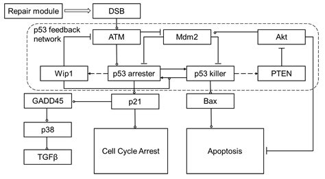 Modeling Of Dna Damage Repair And Cell Response In Relation To P53