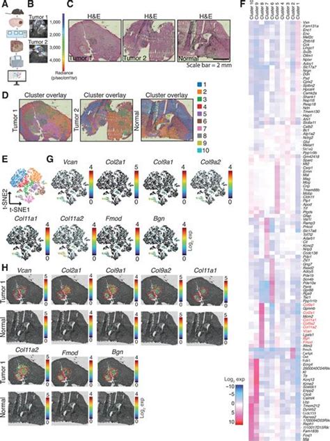 Single Cell Spatial Analysis Identifies Regulators Of Brain Tumorinitiating Cells Cancer