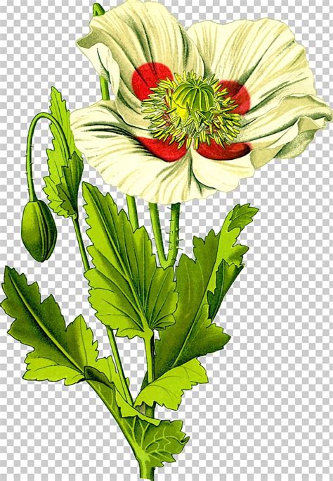 Opium Poppy Common Poppy Papaver Orientale Plant Png Clipart Anemone