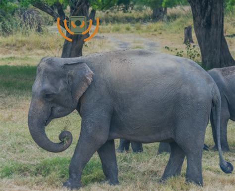 Ai Aided Bioacoustics Elephant Deterrent System Advantech