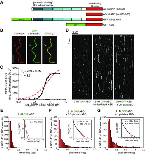 αe Catenin Abd Binds Cooperatively To Actin Filaments A αe Catenin Download Scientific