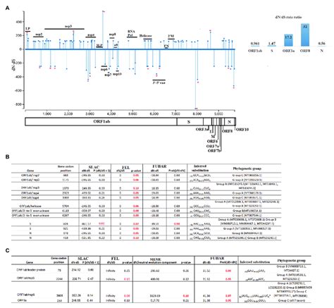 Diversifying And Purifying Selection On Sars Cov 2 A General Download Scientific Diagram