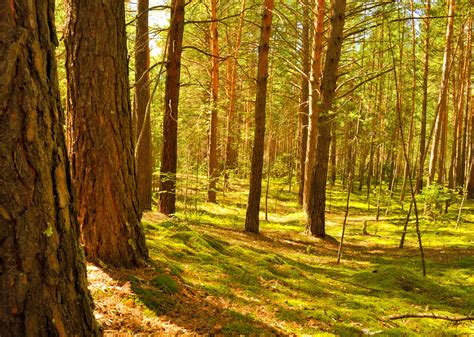 In The Forest Free Stock Photo Public Domain Pictures