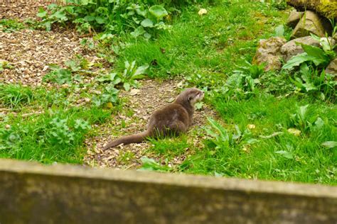 Causes Of Patchy Grass Solutions For A Receding Lawn