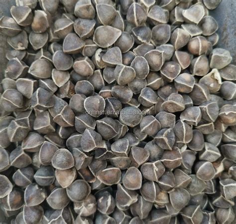 Moringa Processing Seed Sheller Shelling Machine