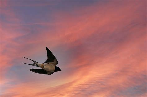 The Science Of Bird Migration Intobirds