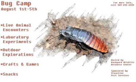 Bug Camp 1 Aug 2017