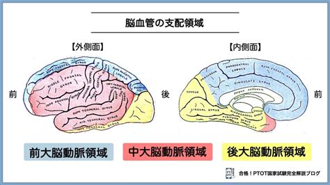脳を栄養する血管 （内頸動脈系・椎骨 脳底動脈系）の支配領域と覚え方 合格！ptot国家試験完全解説ブログ