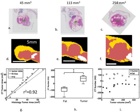 Ct Segmentation Corresponds With Histology Ac Histology And Df