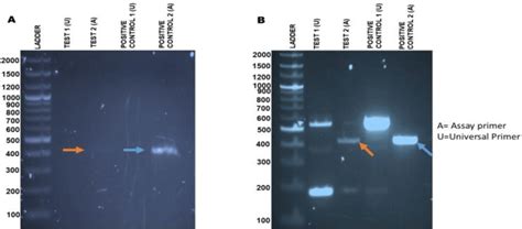 First And Second Transfection Gel Image Results Of AsPC Cell Line A Download Scientific