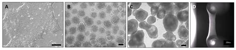 Video Automated Contraction Analysis Of Human Engineered Heart Tissue