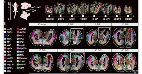 Bgi Led Research Builds The Worlds First Spatiotemporal Map Of Brain