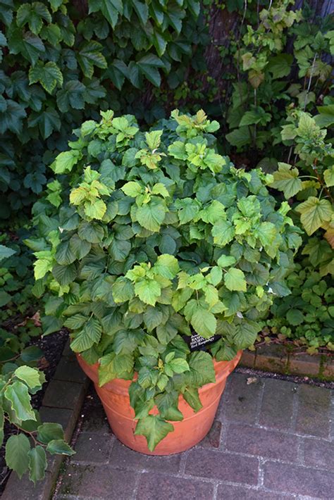 Raspberry Shortcake Thornless Raspberry