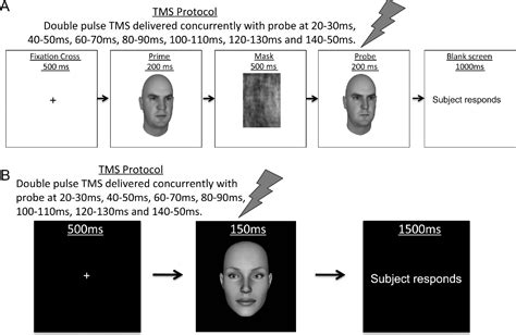 Figure From Two Critical And Functionally Distinct Stages Of Face And Body Perception