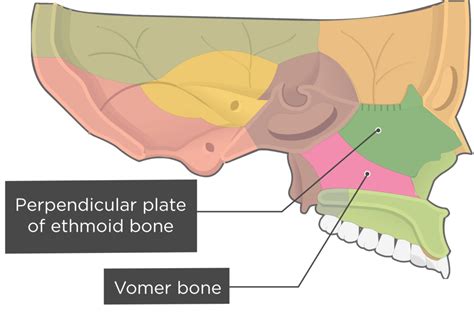 Vomer Bone