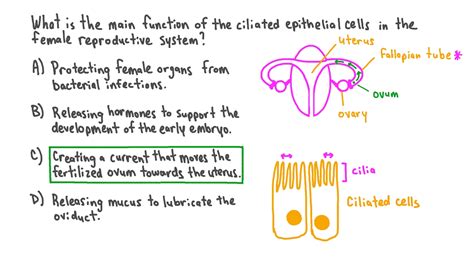 Ciliated Cell Diagram