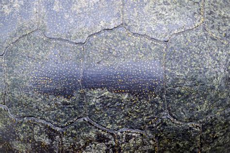 Premium Photo Background Texture Of Tortoise Shell Turtle Shell