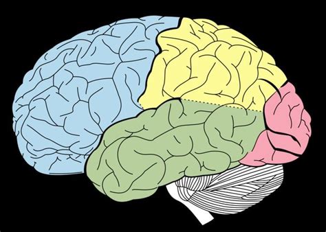 Frontal Lobe Alchetron The Free Social Encyclopedia